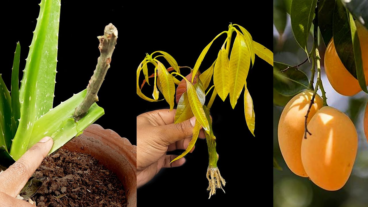 Simple Methods Grow Mango plant from Mango cutting with Aloevera 100% ...