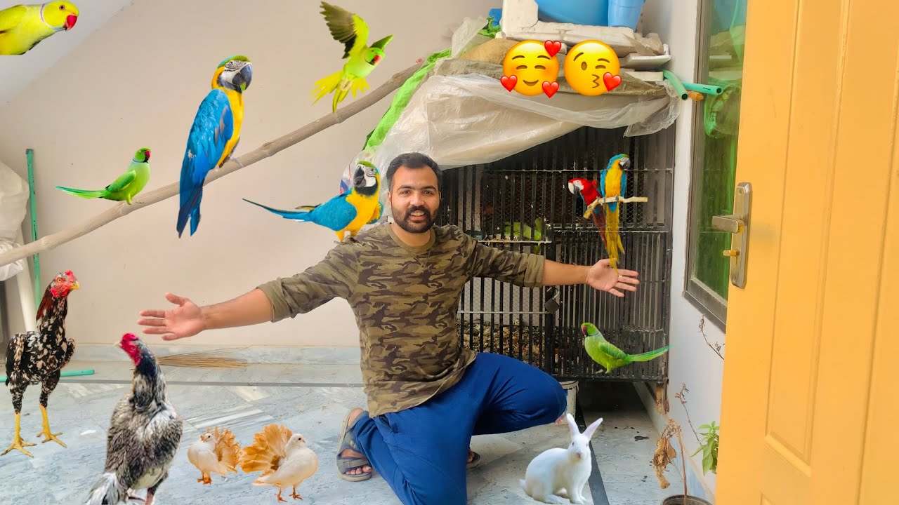 Aseel birds and pigeons setup ka visit kia | Pigeon Cage Setup | DIY ...