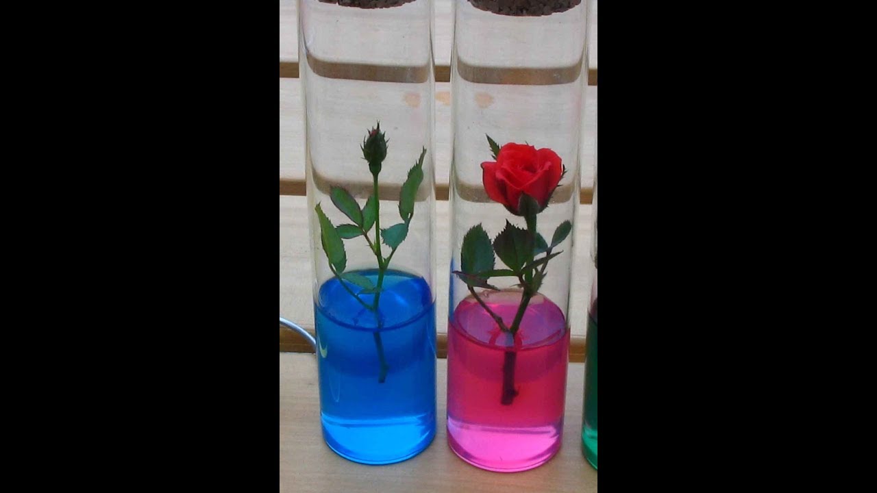 how to grow rose in a tube - YouTube