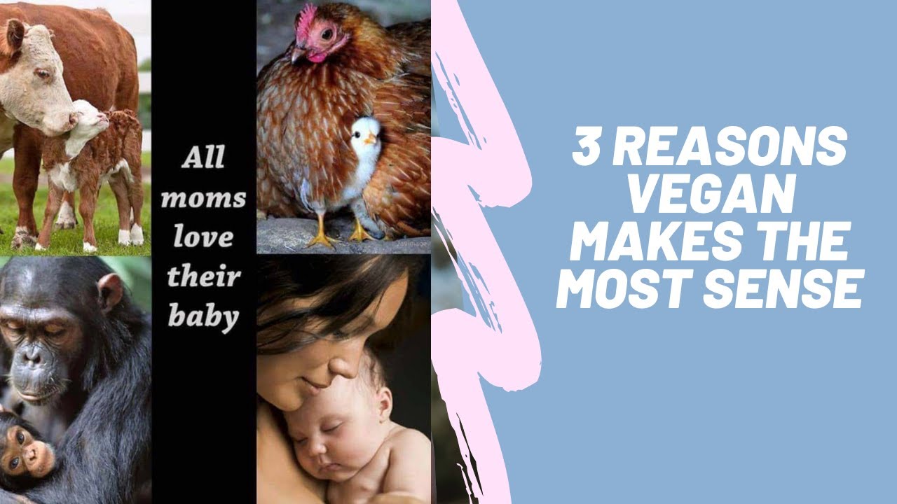 3 Reasons Vegan Makes the Most Sense - YouTube