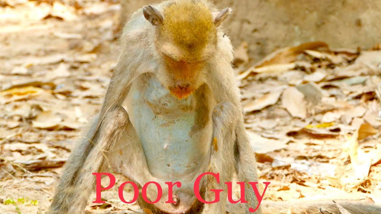 P1/ Abandoned Sickly Skinny Monkey ! Look Tiredness! HeartBreak Watch ...