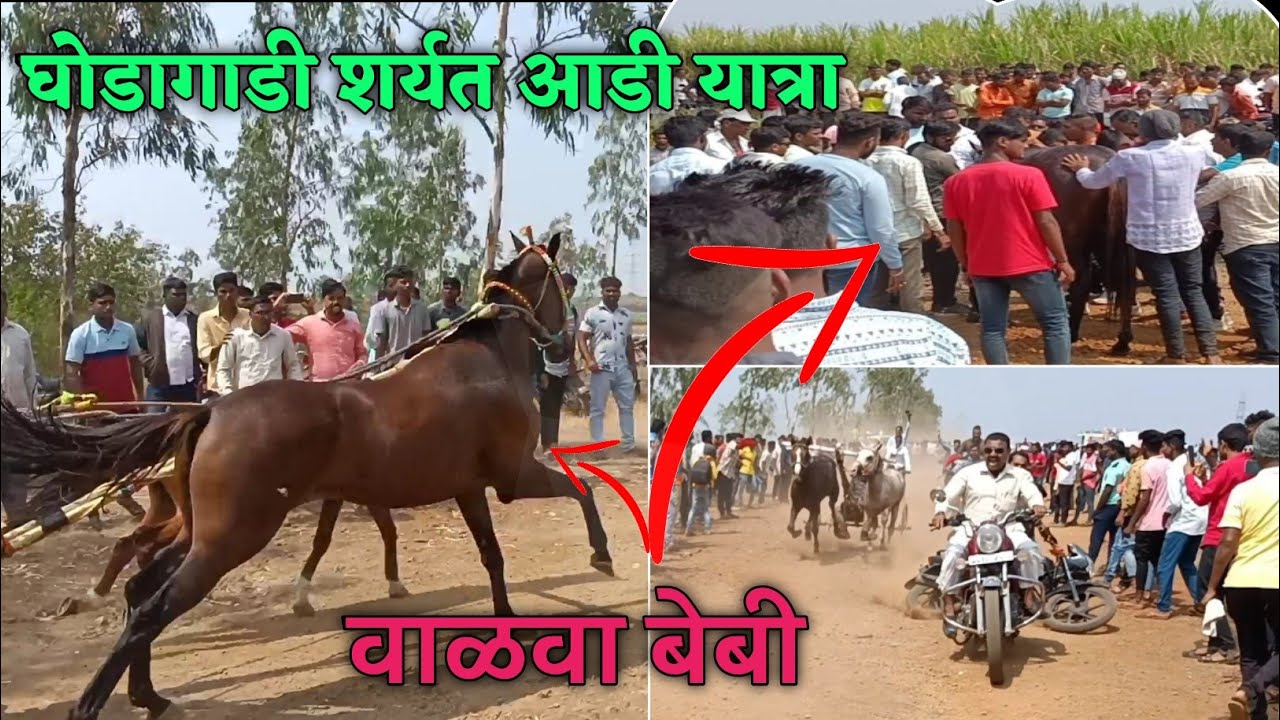 घोडा गाडी मैदान यात्रा आडी ghodagadi sharyat aadi all ghoda gadi ...