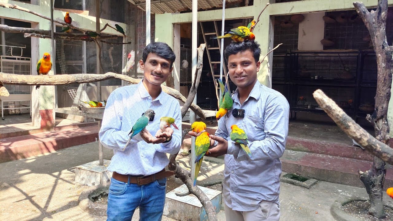 Parrot Dipankar/ Birds Parrots Open Aviary Farm / African Grey Cockatoo ...