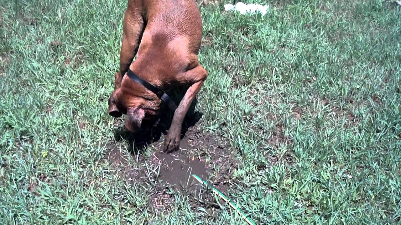 Mi boxer bayo (Ringo y el agua) - YouTube