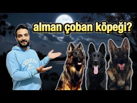 ALMAN ÇÖBAN KÖPEĞİ HAKKINDA HERŞEY