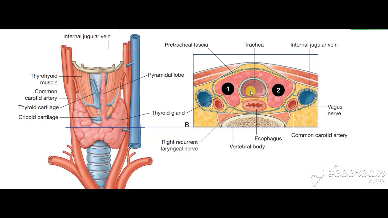 Thyroid gland relations 4 - YouTube
