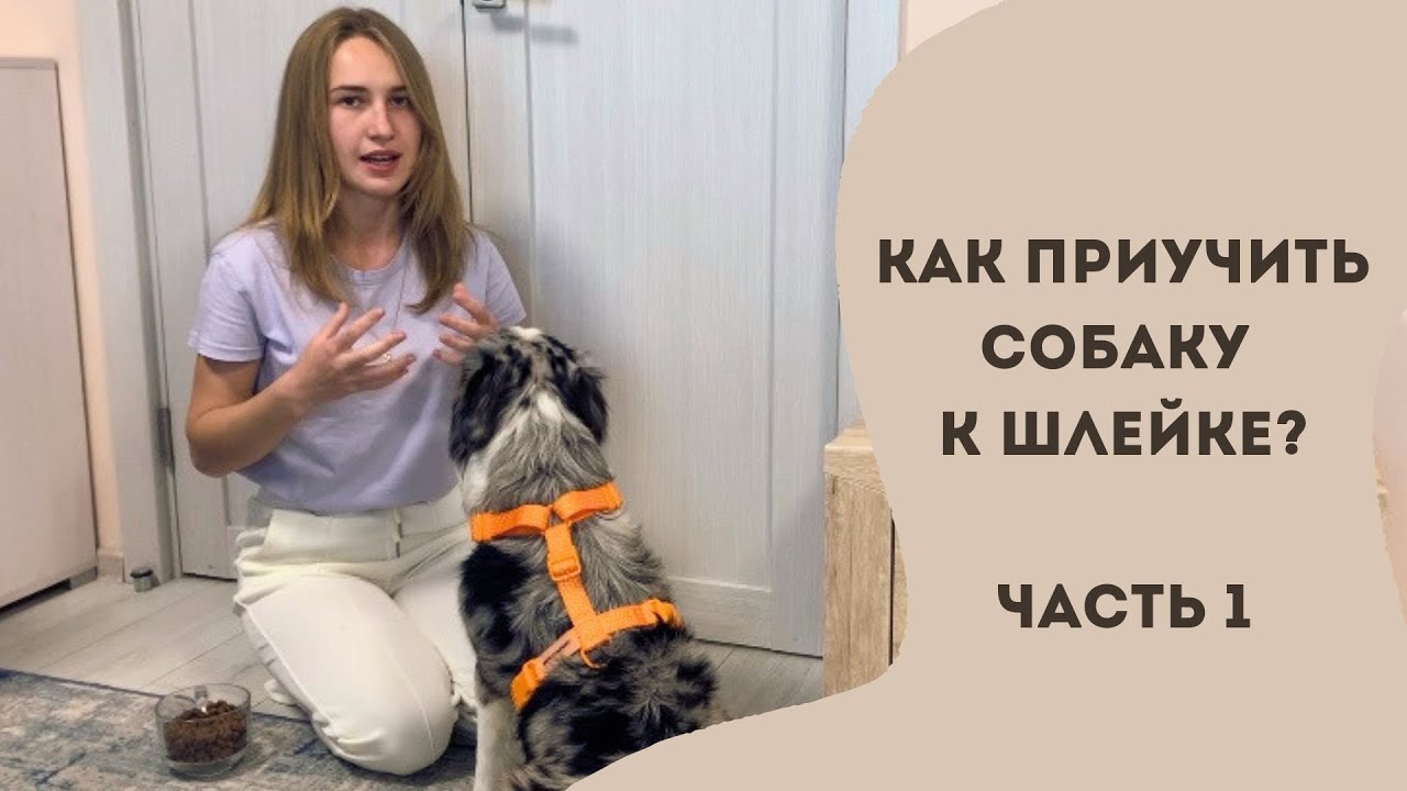 Как приучить собаку к шлейке Часть 1 Youtube