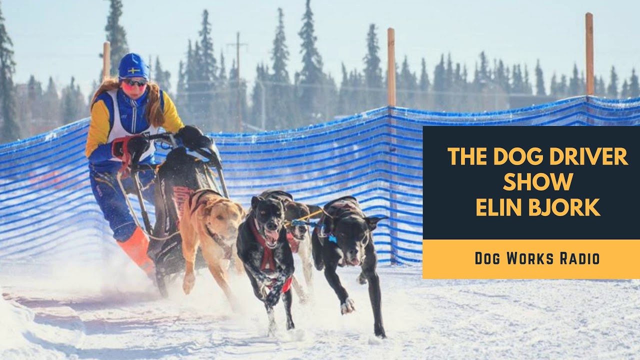 The Dog Driver Show Elin Bjork - YouTube
