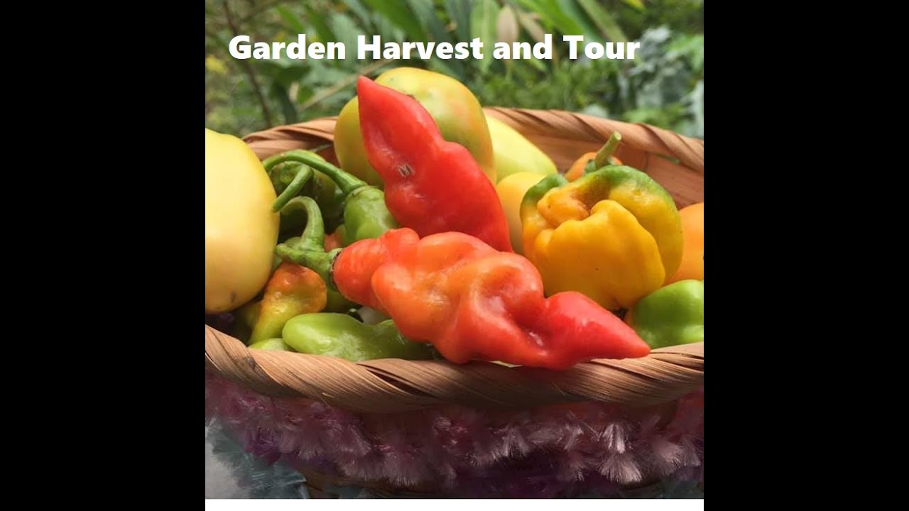 Garden harvest and Tour| Floating Tray For Seedings - YouTube