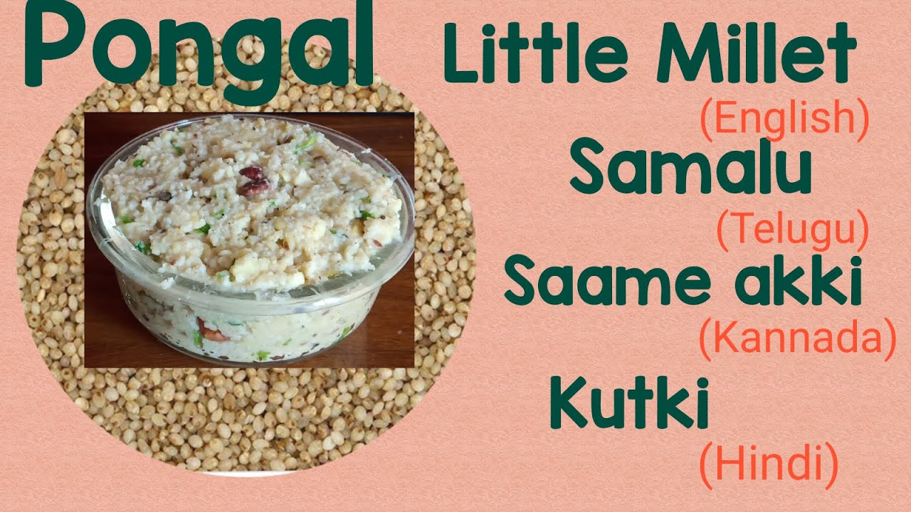 Little Millet Pongal//Saame akki Pongal//Samalu Pongal//Kutki Pongal ...