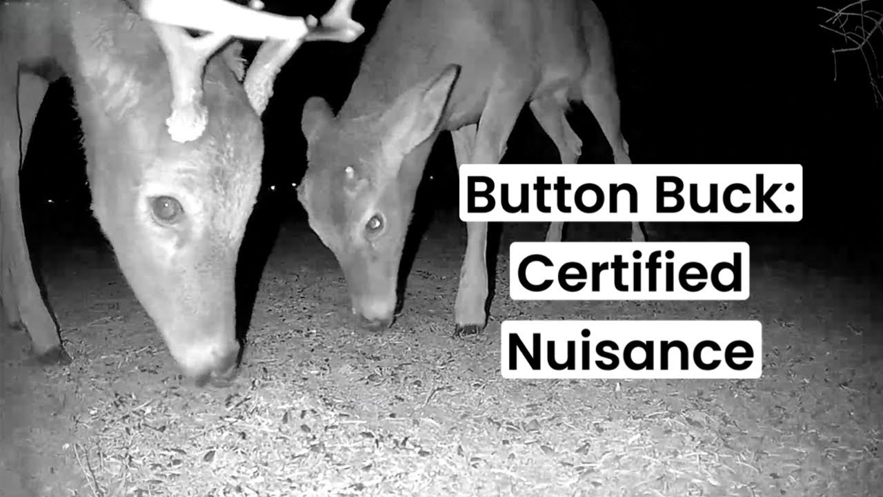 Button Buck: Certified Nuisance | My Backyard Friends - YouTube