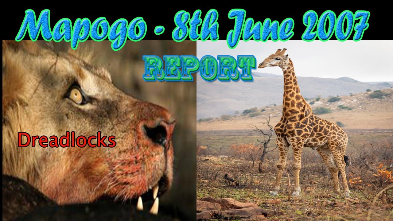 Mapogo Lions - Dreadlocks Mapogo killed an Adult Giraffe - YouTube