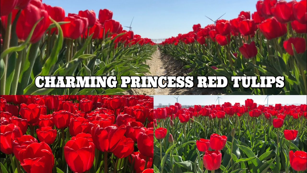 CHARMING PRINCESS RED TULIPS/FILIPINA BISAYA NETHERLAND - YouTube