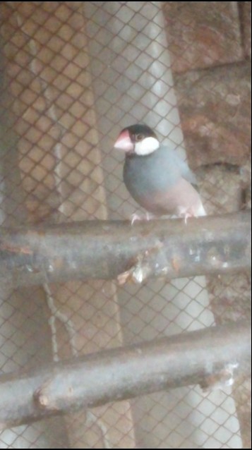 mashallah my beautiful black Java Sparrow 🐦#beautiful parrot#breeding 💯 my YouTube channel #like ...