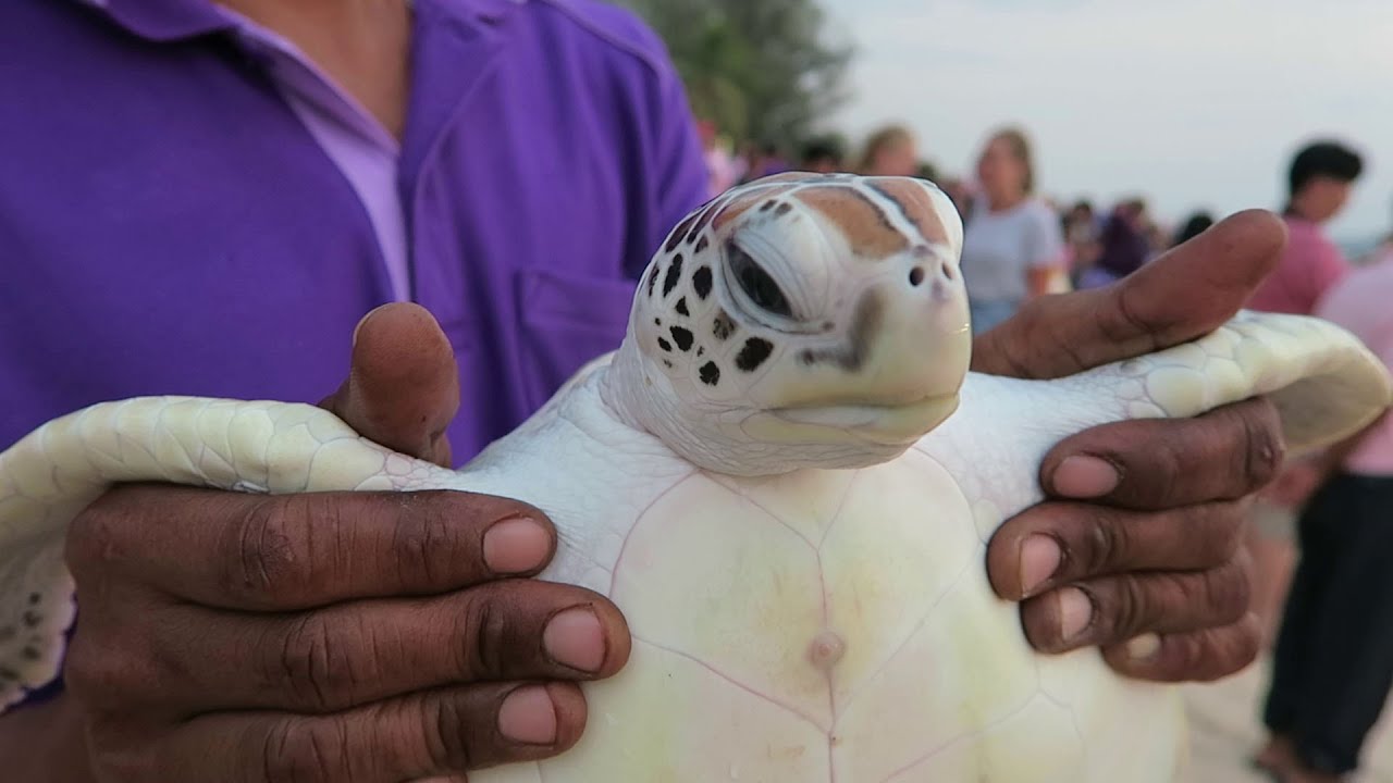 Sea Turtle Release Day, Thai Muang - YouTube