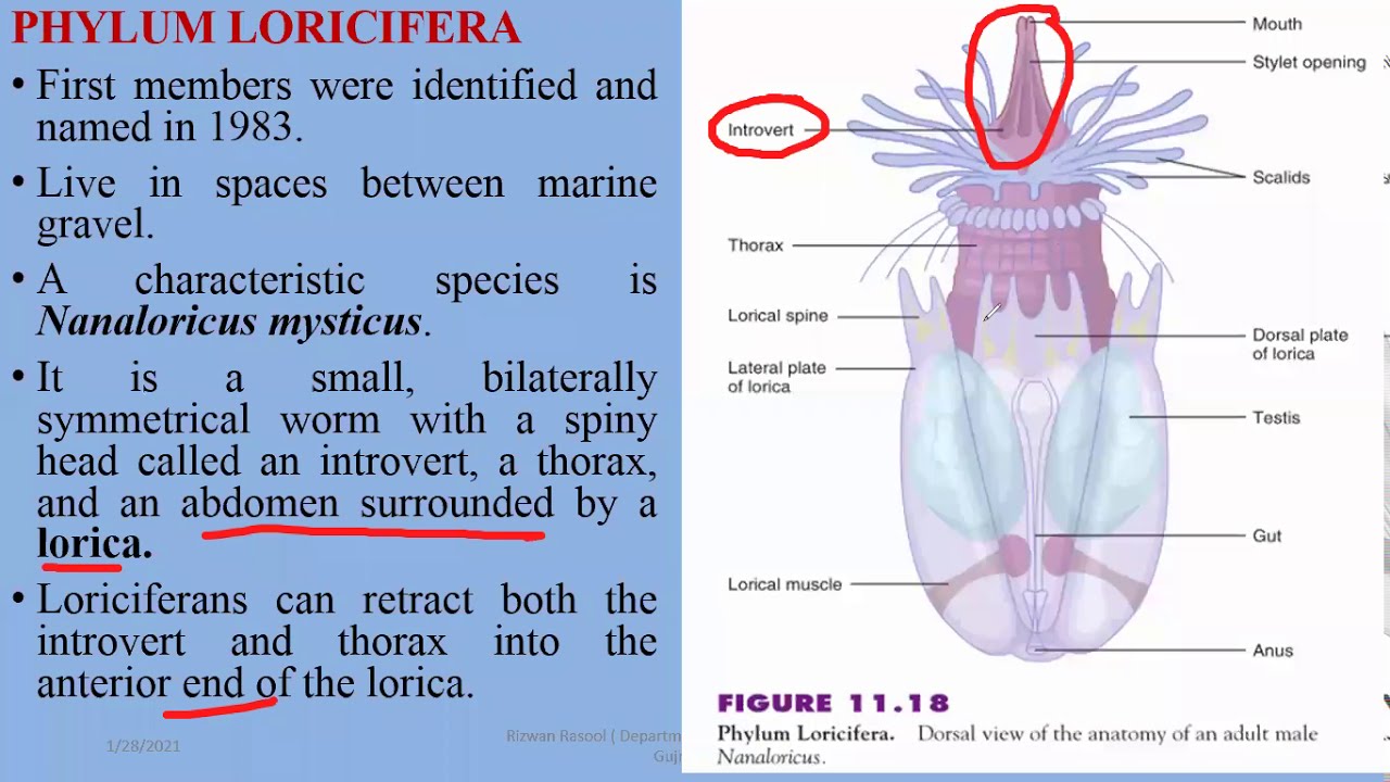 Phylum Loricifera, Phylum Pariapluda - YouTube