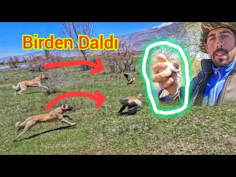 BOZOK ANGUT ÇİFTİNİN İÇİNE DALDI ~YAVRULARI DAĞITTI ~BİRİNİDE BEN YAKALADIM