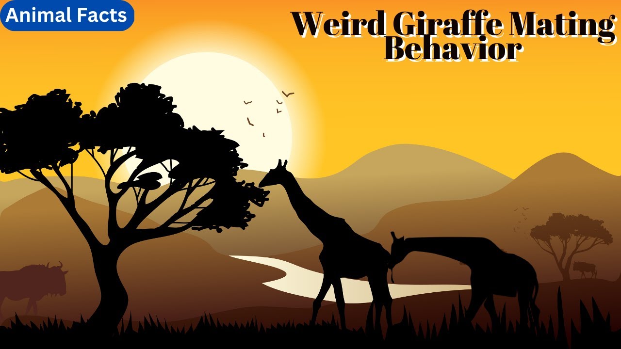 Male Giraffes Taste Female's Urine Before Mating| Why They Do This ...