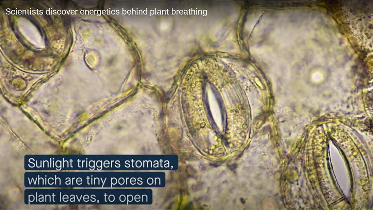 Plant Stomata Cell