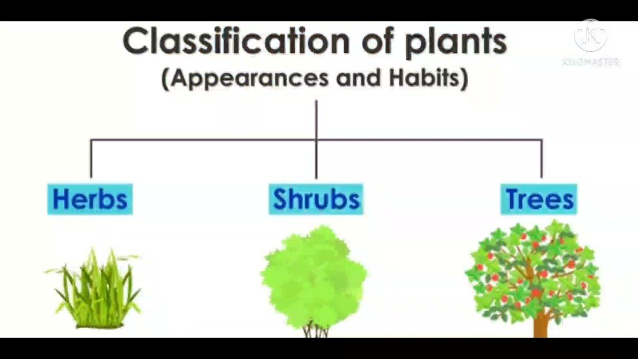 Class-2 ch-3 Types of plants(part-3) - YouTube