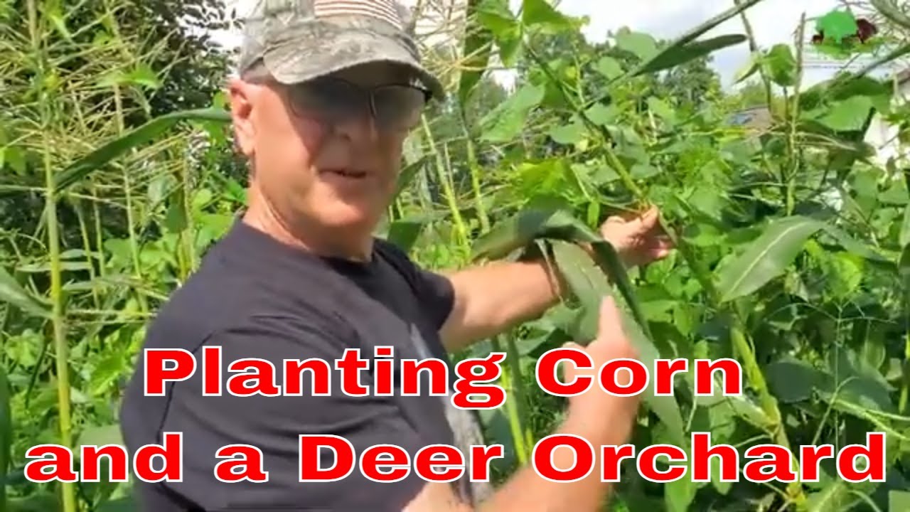 Broadcast Corn Success and Fruit Orchard - YouTube