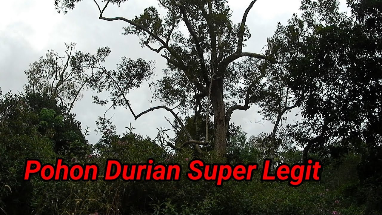 Pohon Durian Super Legit / Super Durian Tree - YouTube
