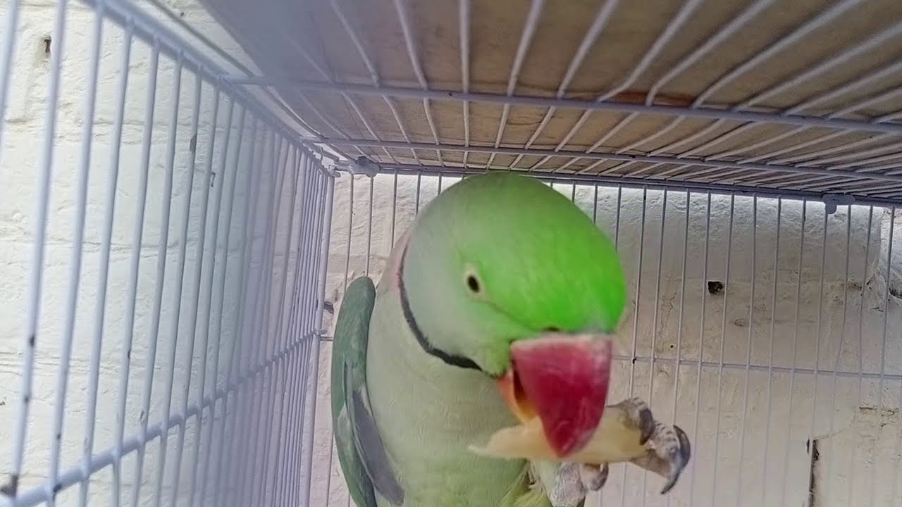 Talking Parrot Compilation | Cute Parrot Making Sweet Sounds | ASMR for ...