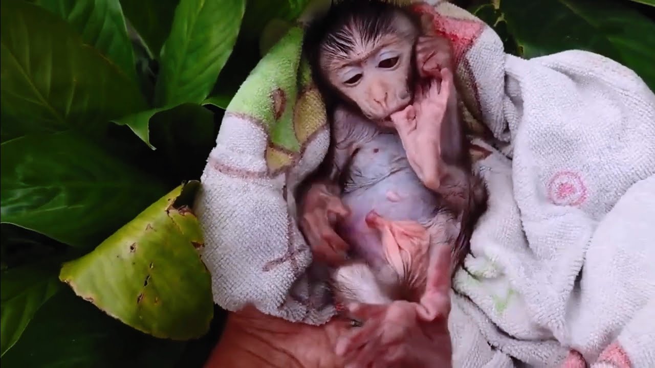 baby monkey kecil lucu - YouTube