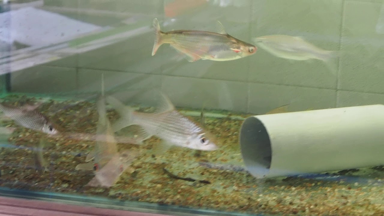 Ikan Lajong (Pangasius polyuranodon) from Rejang, Sibu - YouTube