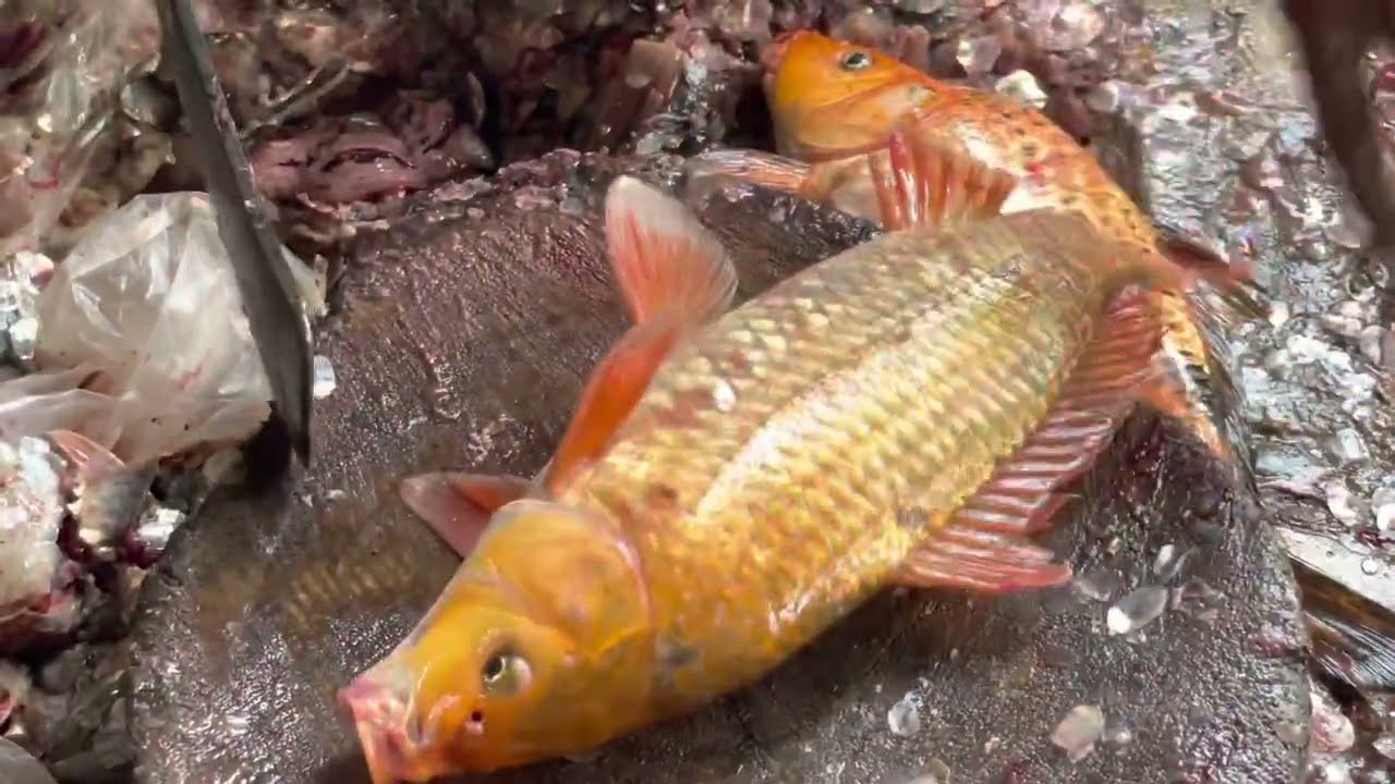 Nice Fish Cleaning Technique | Amazing Orange Carp Fish Cleaning / Big ...