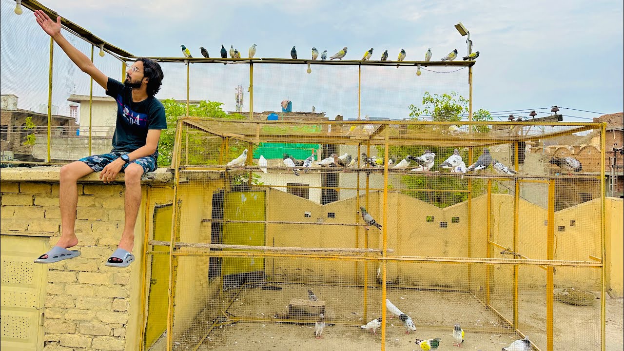 Aj aik bacha bht rul k Ghr aya 😱 | Dar pigeons club | - YouTube