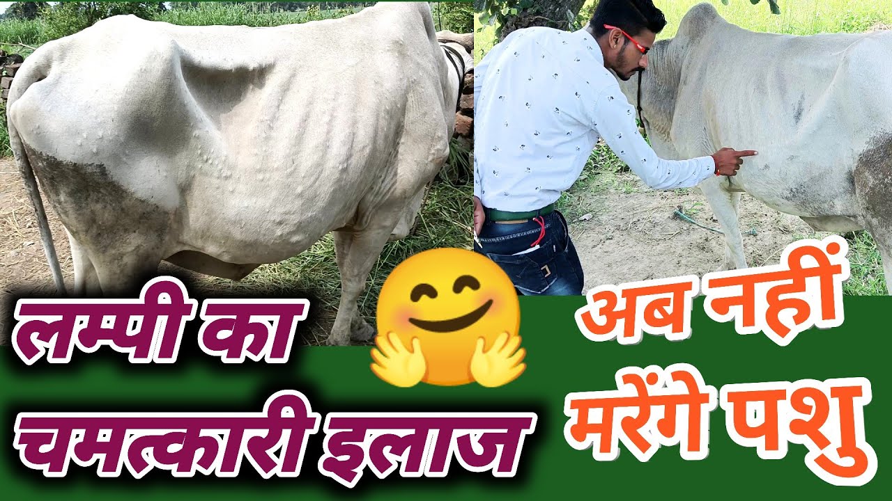 Treatment of lumpy Skin disease | lumpy rog ka ilaj | lumpy skin disease in cow | gay me lumpy ...