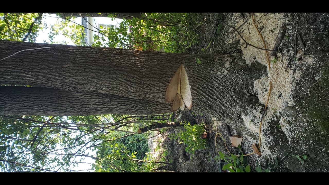 Felling two trees the merged together at bottom and about 20 feet high. - YouTube