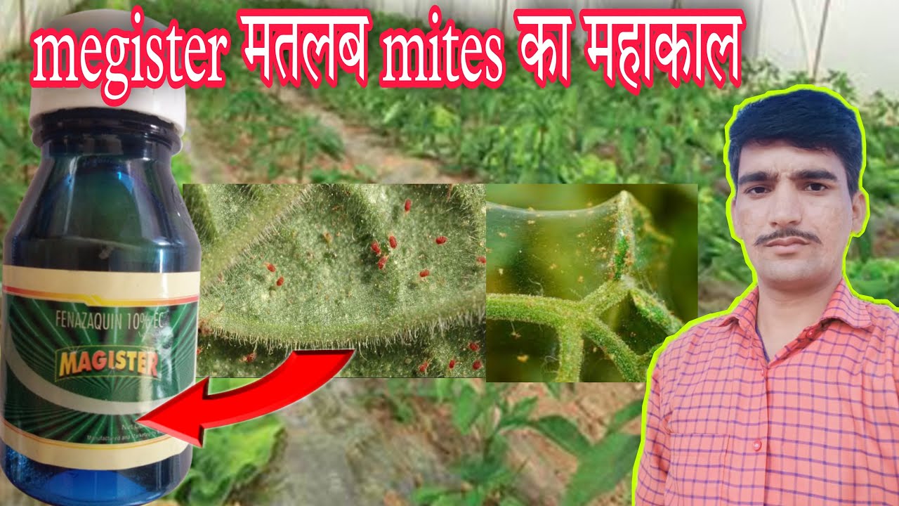 magister insecticide/magister insecticide uses in hindi/mites control ...