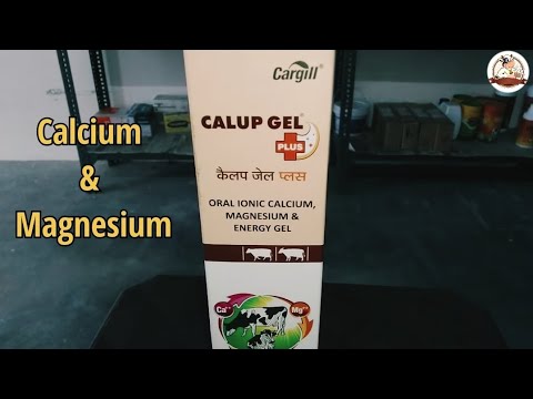 ⚡⚡CALUP GEL PLUS! पशुओं में उपयोग! Energy Gel! latest video 2022 - YouTube