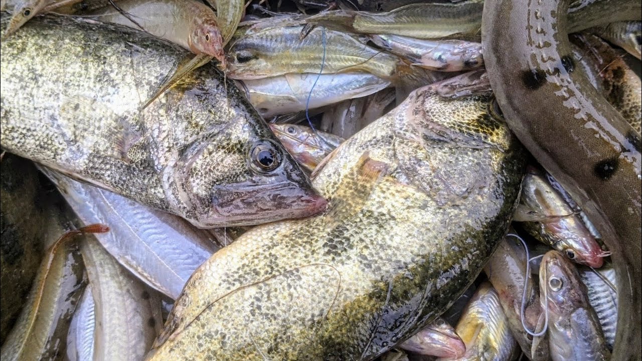 পদ্মার হরেক রকম পাঁচ মিশালি মাছ || খুবই টাটকা ও জ্যান্ত 🤩Amazing padma ...