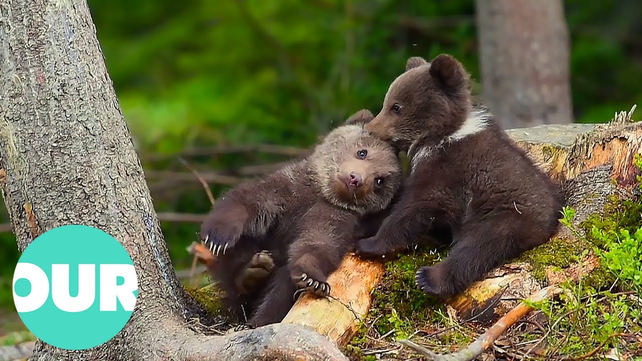 Cuteness Overload With Fluffy And Adorable Bears | Our World - YouTube