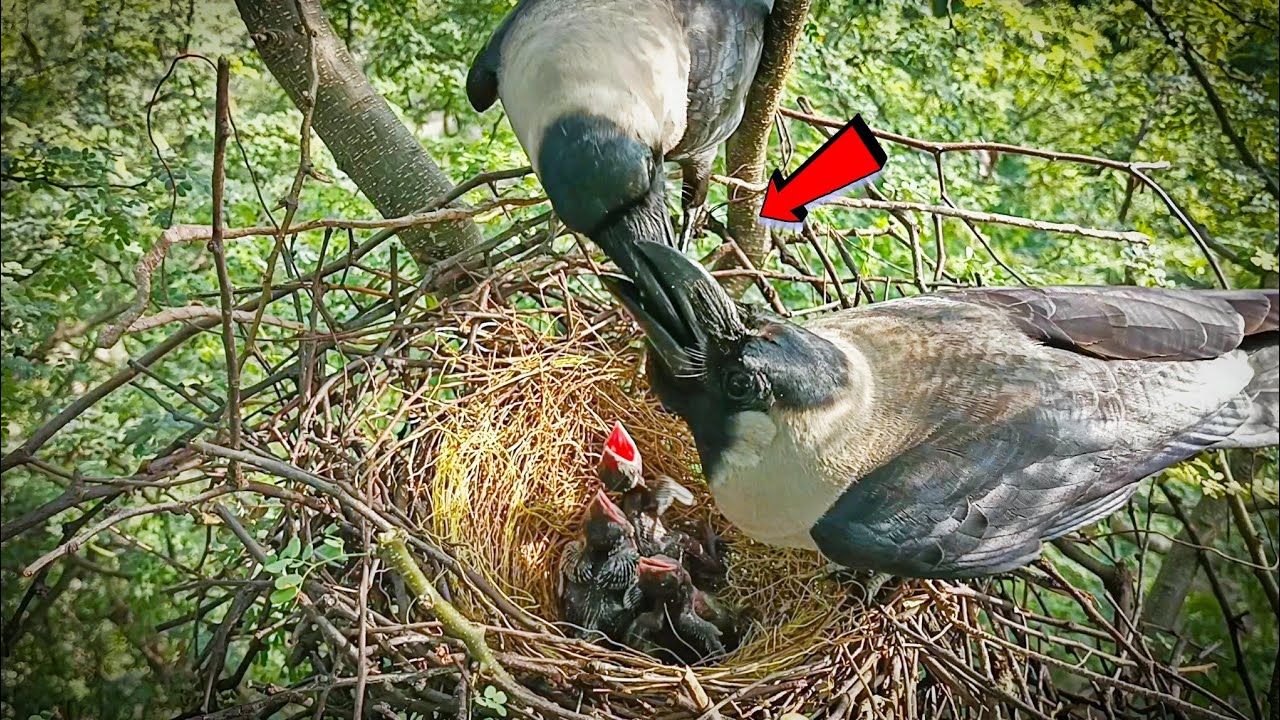 Crow put its mouth in another crow's mouth @BirdsofNature107 - YouTube