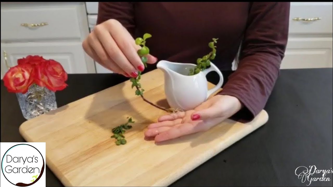 How to Propagate Dwarf Elephant Food (portulacaria afra minima) - YouTube