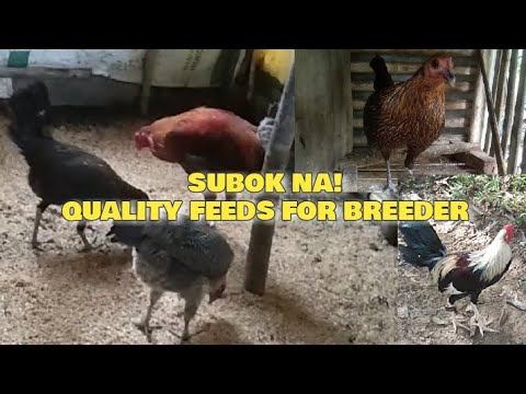 PINAKA MAGANDANG PATUKA PARA SA BREEDERS NA ALAGANG MANOK. - YouTube