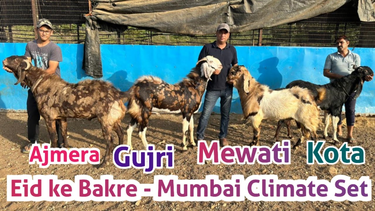 Gujri, Kota, Mewati & Ajmera Goat for Sale at 3A Goat Farm, Naigaon ...