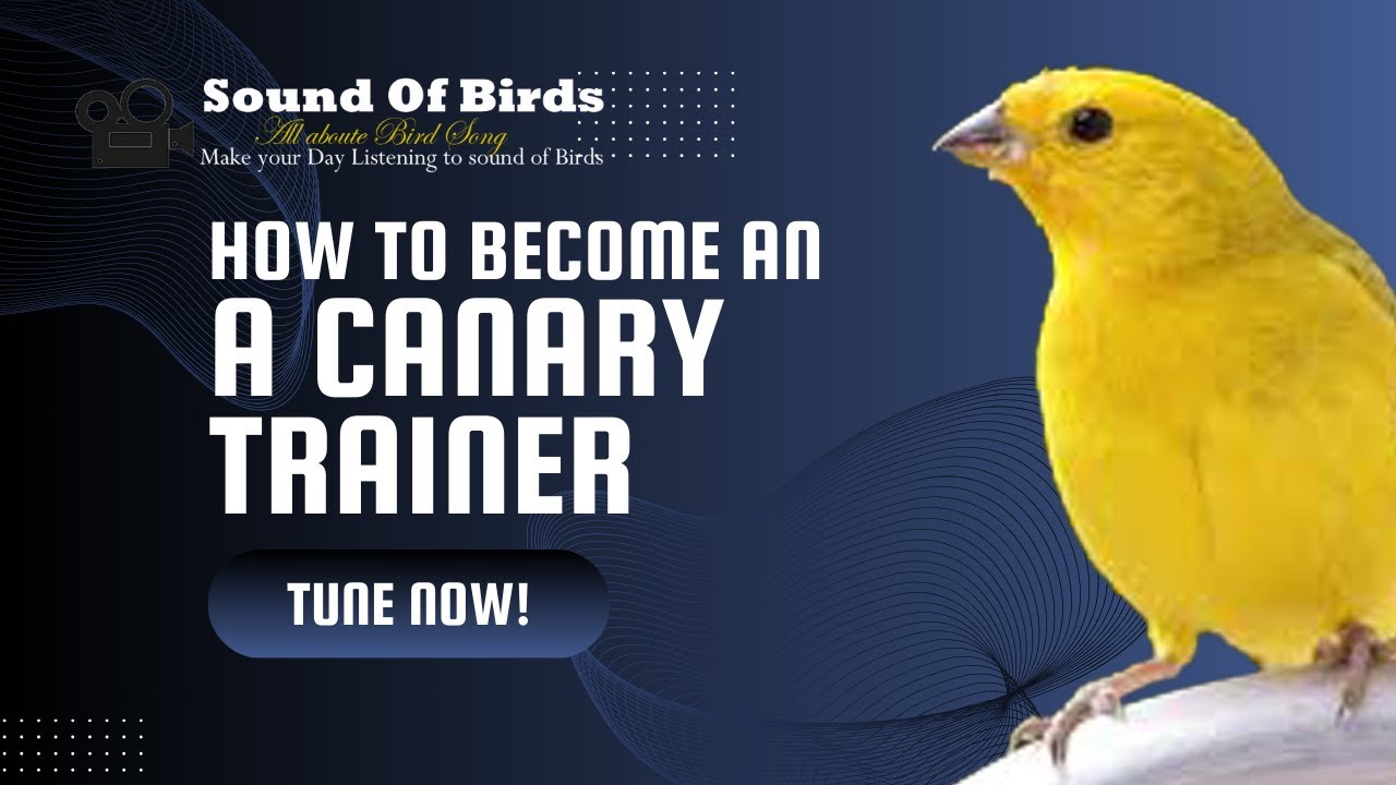 The canary calls and tempts all the canaries to sing #canarybirdsinging ...