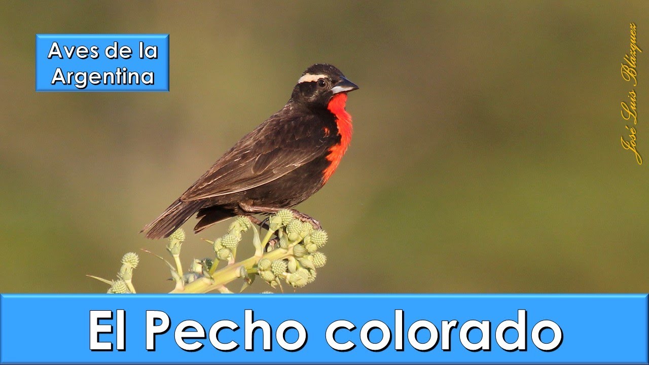 Pecho colorado, White browed Meadowlark, (Leistes superciliaris), Aves ...