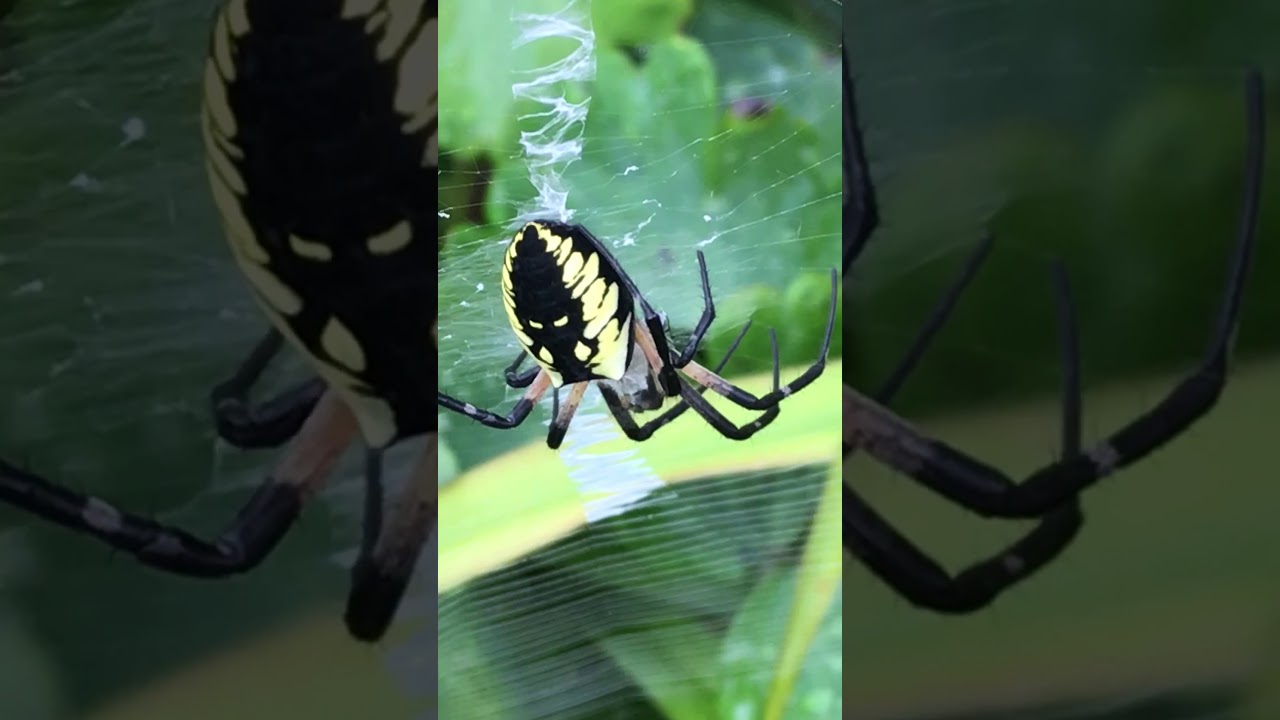 Spider wrap bug - YouTube