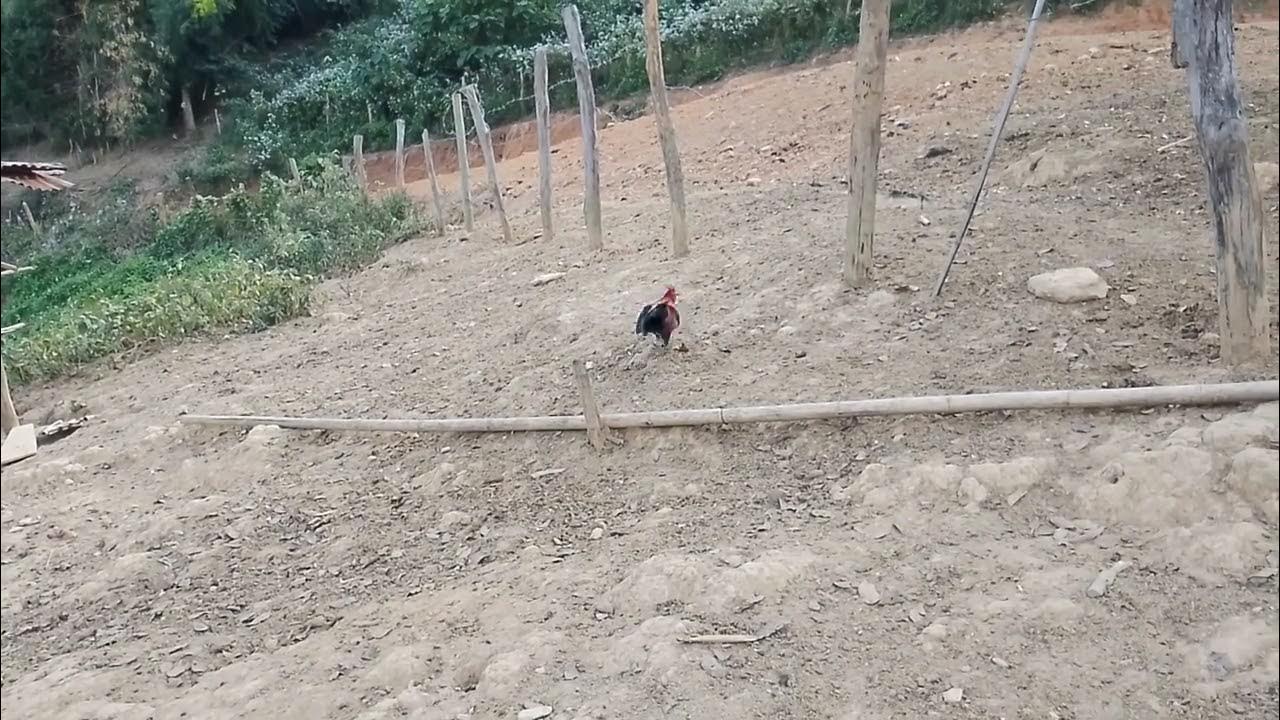 tus qaib dib ej 2023, ສາຍໝານເຕັມຖົງ...ພ້ອມຍ້າຍບ້ານ....ຖ້າວັດໃຈຕົງກັນ - YouTube