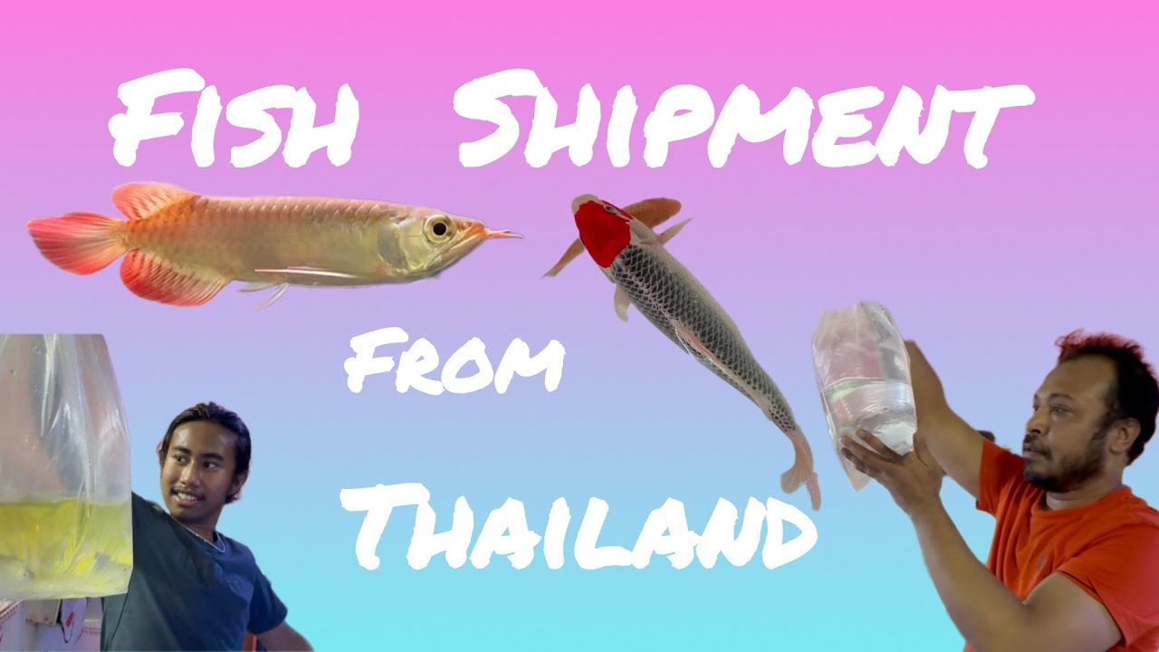 “New Fish Haul from Thailand – You Won’t Believe What Arrived!” - YouTube