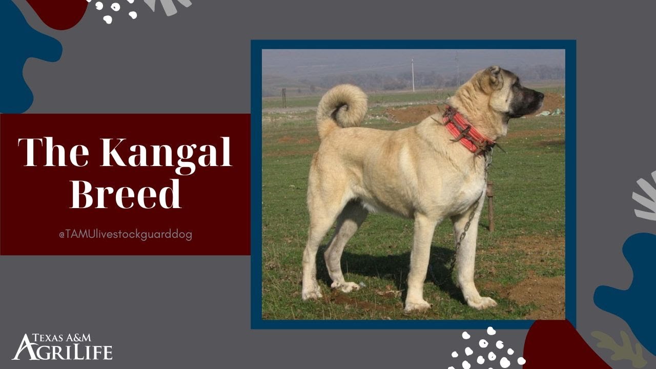 The Kangal Breed - YouTube