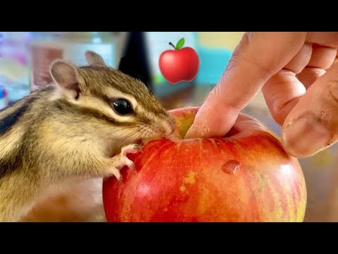 【chipmunk】I gave her a whole apple!!! - YouTube