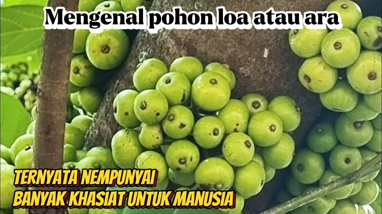 Buah loa atau ara yang mempunyai banyak kegunaan #tanaman #loa #ara # ...