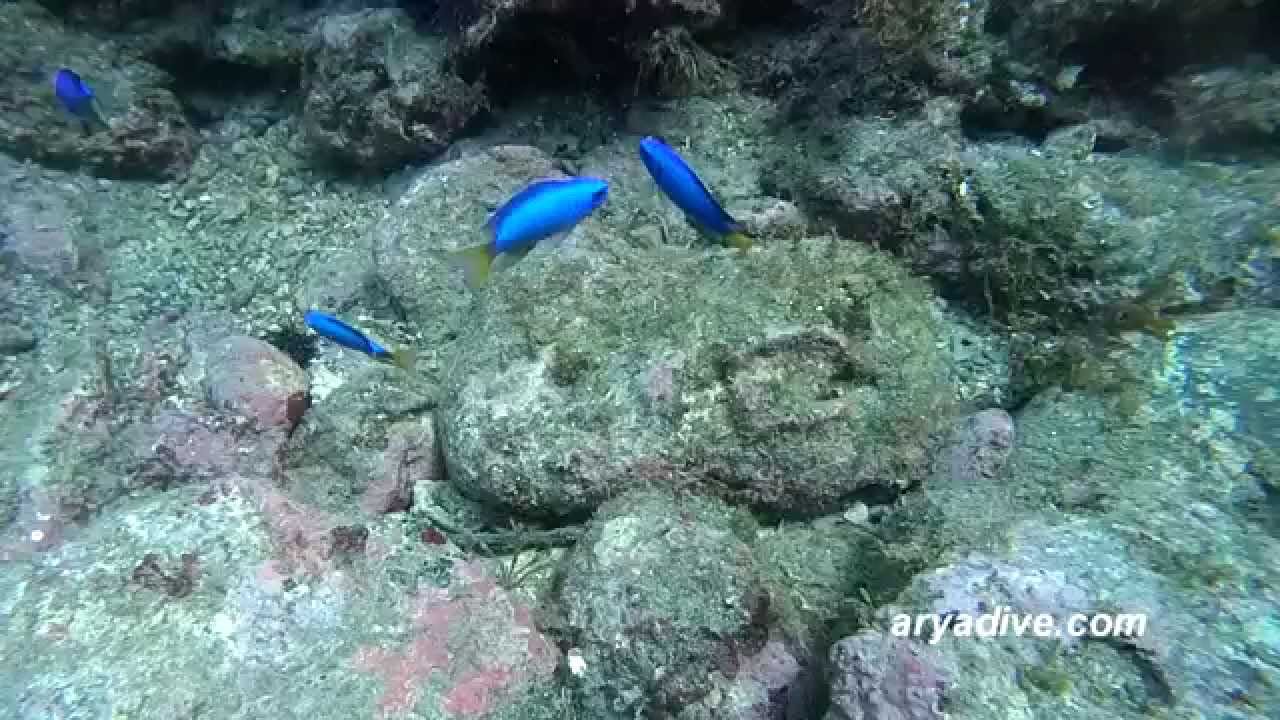 파랑돔(Pomacentrus coelestis)~ Neon damsel, Neon damselfish - YouTube